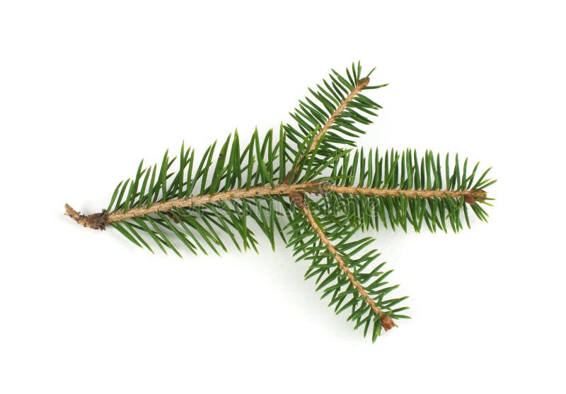 Fir Branch Isolated on White Stock Photo - Image of beautiful, isolated ...
