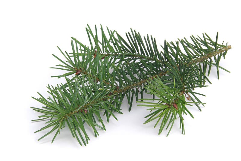 Fir branch stock photo. Image of isolated, woods, branch - 6532296