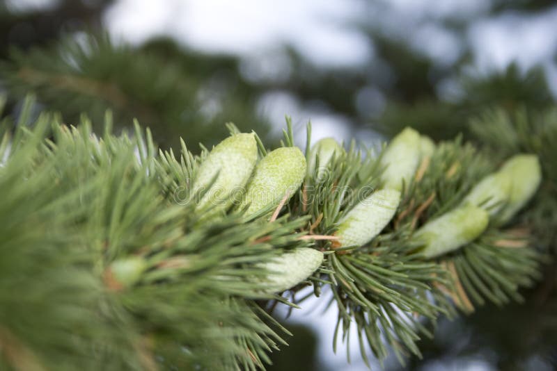 Fir branch stock photo. Image of beautiful, trees, sunlight - 44680368