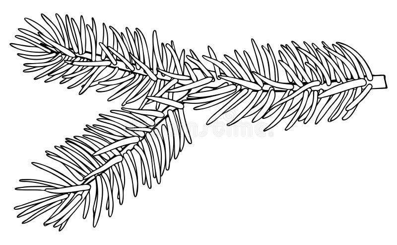 Fir Branch - Design Element in Pencil Drawing Style Stock Vector ...