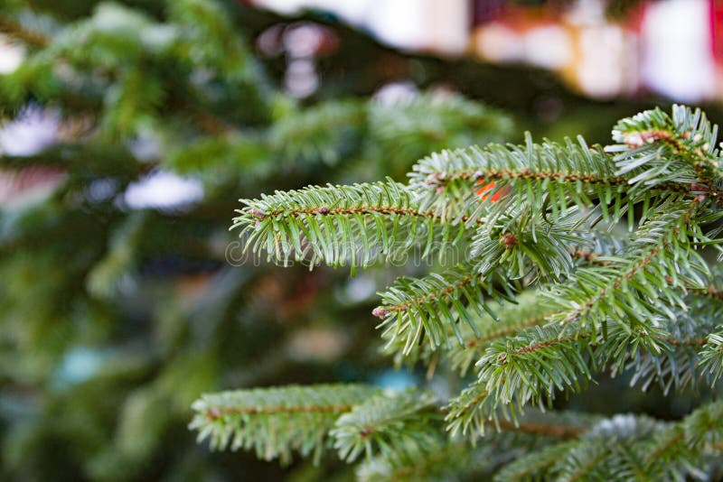 Fir branch in detail stock image. Image of holiday, natural - 96112293