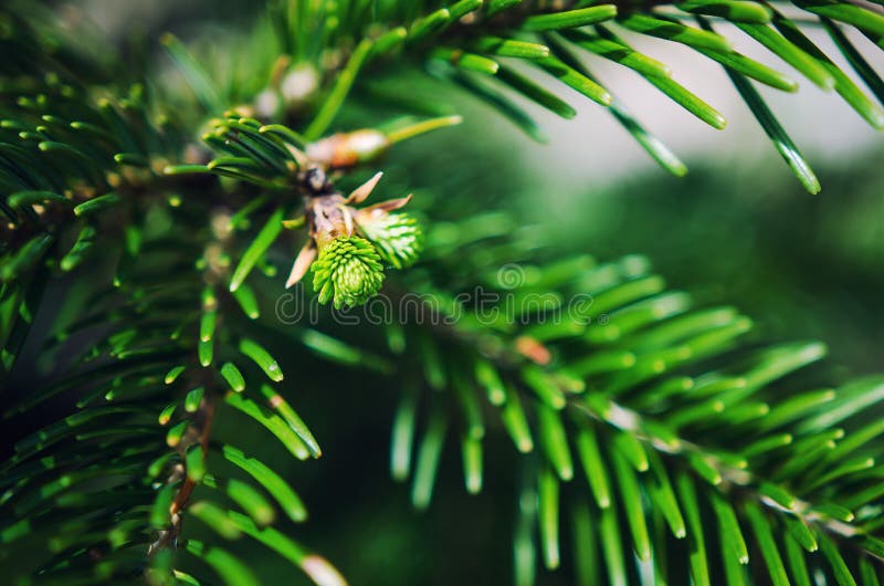 Fir branch detail stock photo. Image of botany, muntii - 40363852