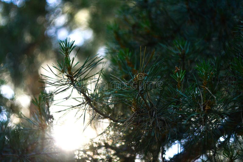 Fir branch stock photo. Image of brown, park, blurred - 62198182