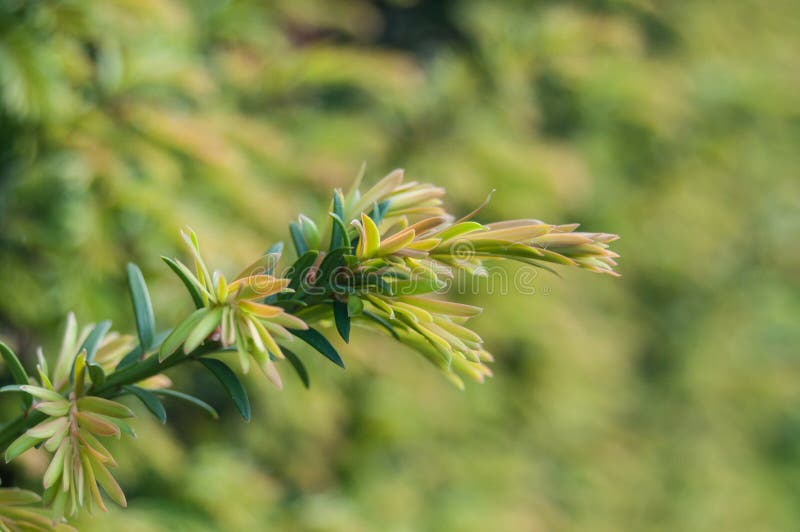 Fir Branch in the Hedge of Garden Stock Photo - Image of needle ...