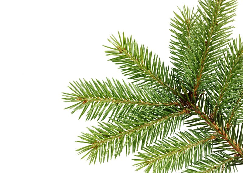 Fir branch isolated stock image. Image of seasonal, season - 41753389