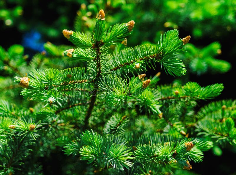 Fir Branch Medium Format Closeup Stock Photo - Image of sharp, format ...