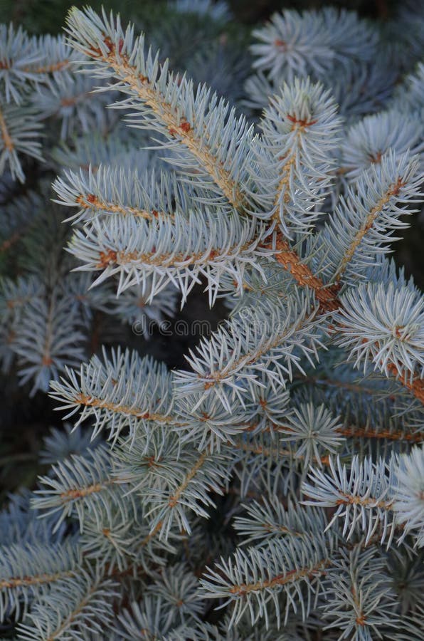 Fir branch stock photo. Image of blue, leafs, autumn - 48063500