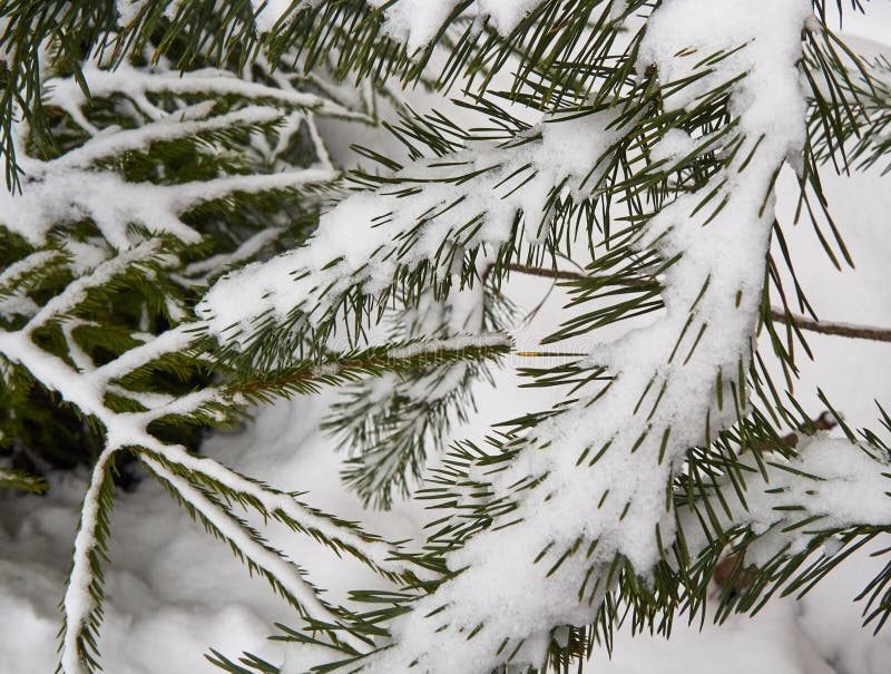 Fir Branch Under the First Fallen Snow Stock Photo - Image of christmas ...