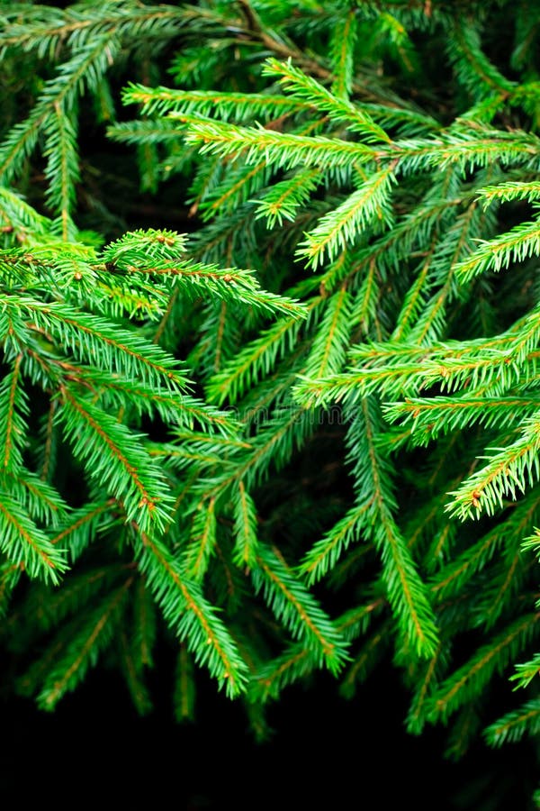 Fir branches stock image. Image of needle, traditional - 6575817