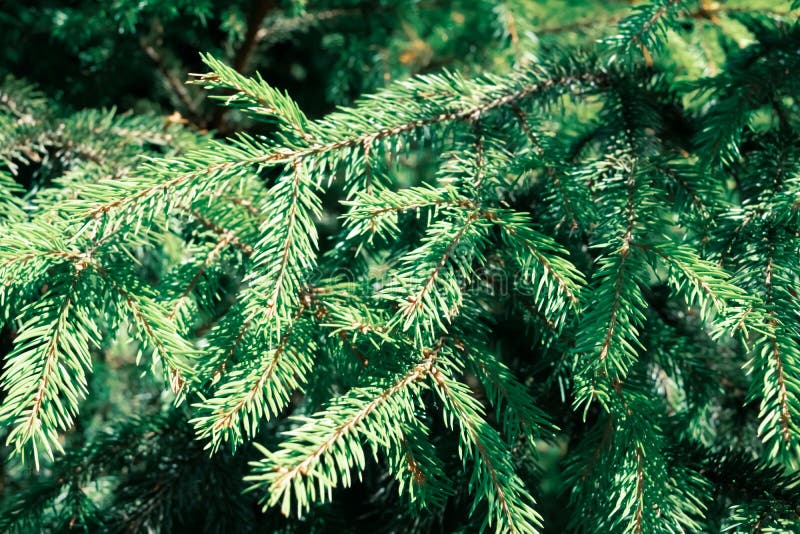 Spruce Branch Close-up. Green Background. Forest Landscape Stock Photo ...