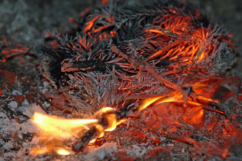 Fir branches burning stock image. Image of burning, ashes - 65268499