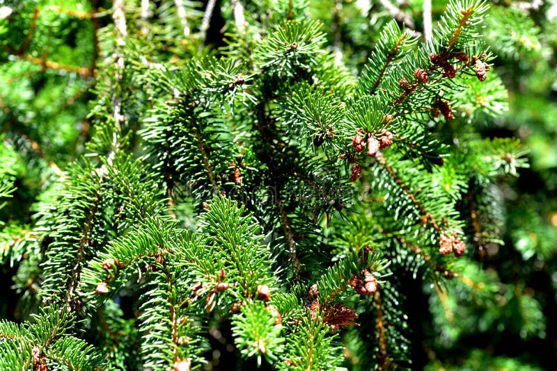 Fir branches in the forest stock photo. Image of nature - 256809296