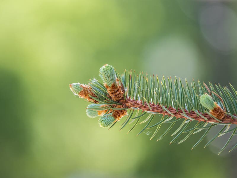 Fir Branches with Fresh Shoots in Spring Stock Image - Image of needle ...