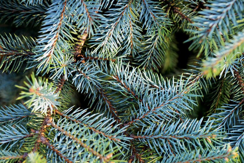 Fir branches stock photo. Image of spruce, outdoor, part - 39126718
