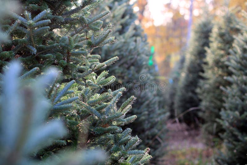 Fir branches stock image. Image of forestry, branches - 46475841