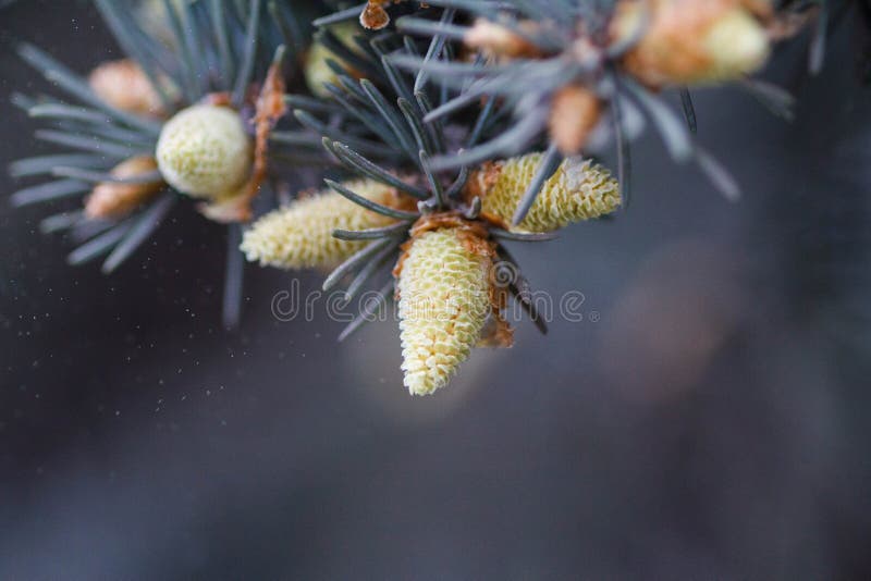 Fir buds stock image. Image of plant, ecology, flora - 93079123