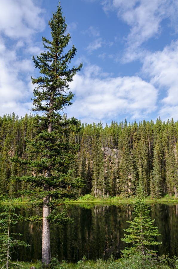 Fir in Canada stock photo. Image of curves, clouds, alberta - 47351488