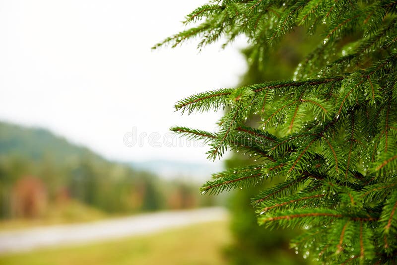 Fir Christmas Tree Branch with Rain Drops Stock Photo - Image of ...