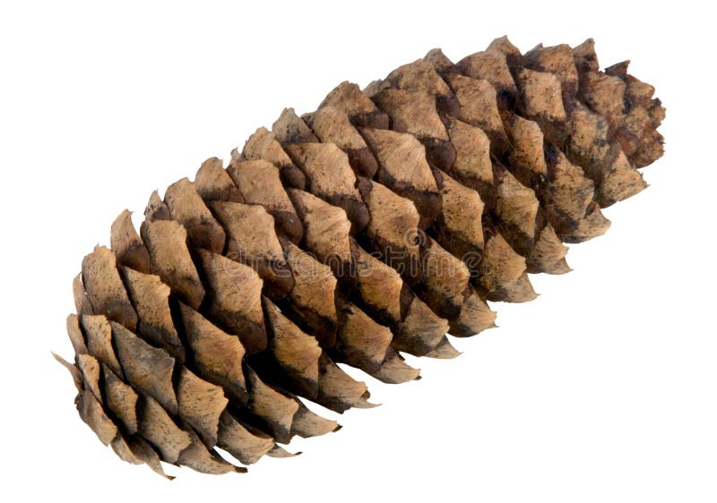 Fir cone stock photo. Image of seasons, close, conifer - 1532100