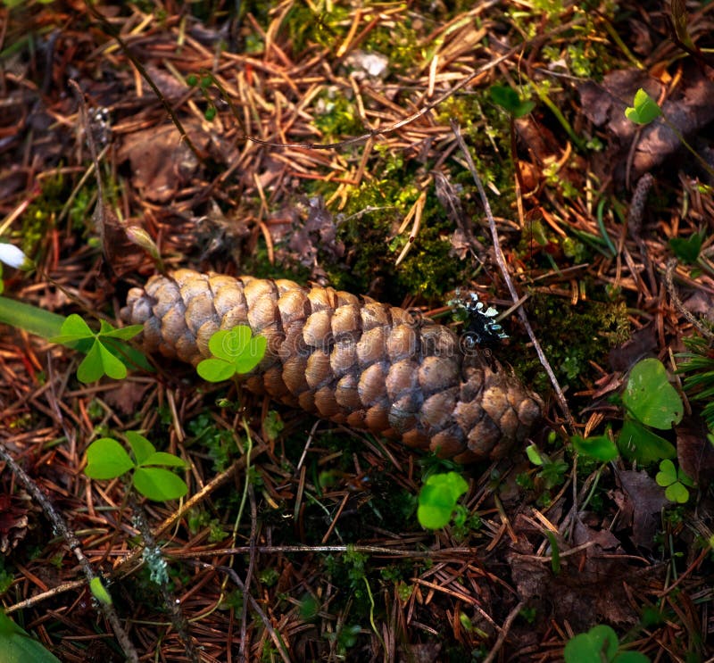 Fir Cone stock image. Image of conifer, close, nature - 20733139
