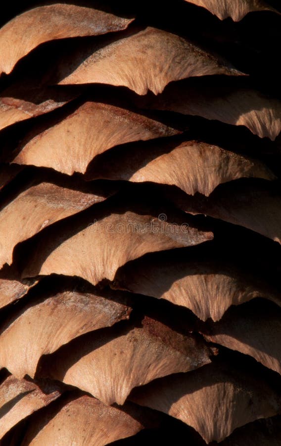 Macro young fir-tree stock image. Image of garden, rain - 5272853