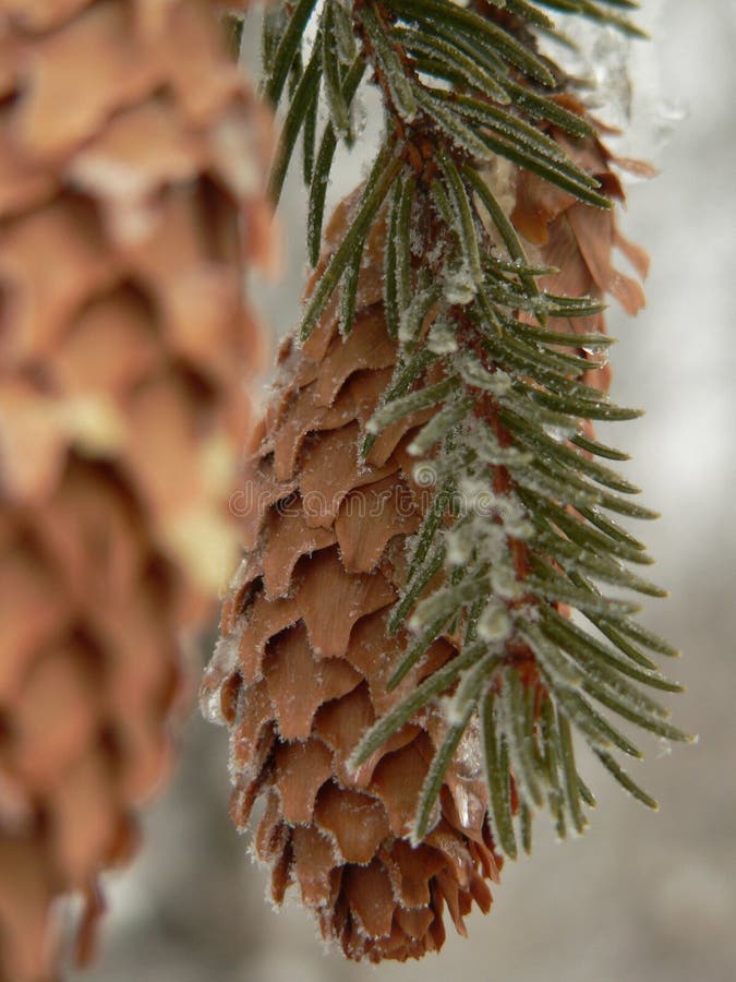 Fir cone stock photo. Image of green, winter, close, cone - 560876