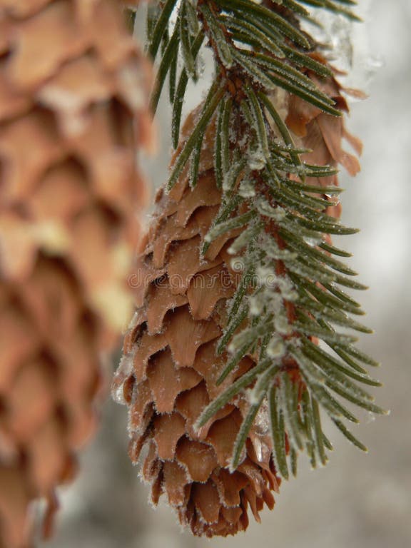 Fir cone stock photo. Image of green, winter, close, cone - 560876