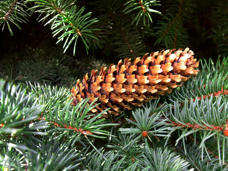 Fir cone stock photo. Image of green, season, sunlight - 34014404
