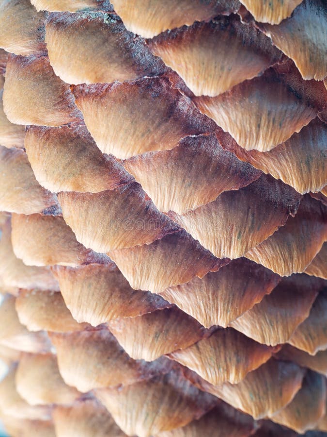 Fir cone closeup. stock image. Image of cone, nature - 89720009