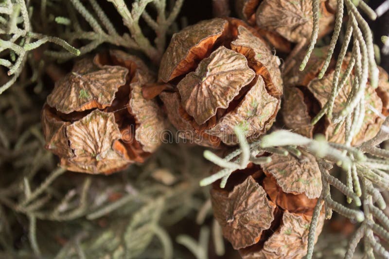 Fir Cone from Evergreen Tree Stock Image - Image of brown, tree: 178550425