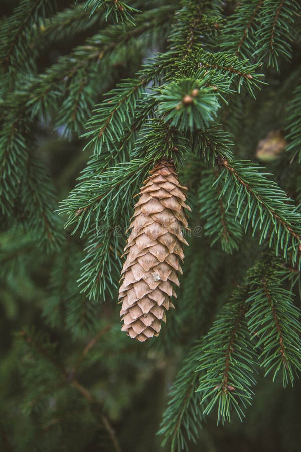 Fir cone stock photo. Image of wooden, cone, macro, isolated - 101819130