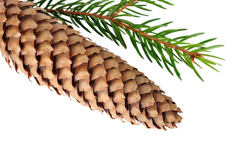 Fir cone stock photo. Image of brown, white, coniferous - 31171082