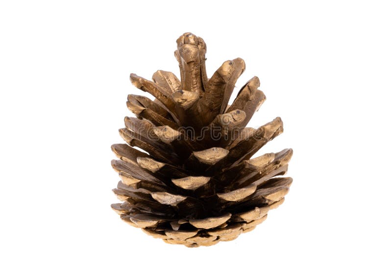 Fir cone isolated stock photo. Image of isolated, nature - 252505026