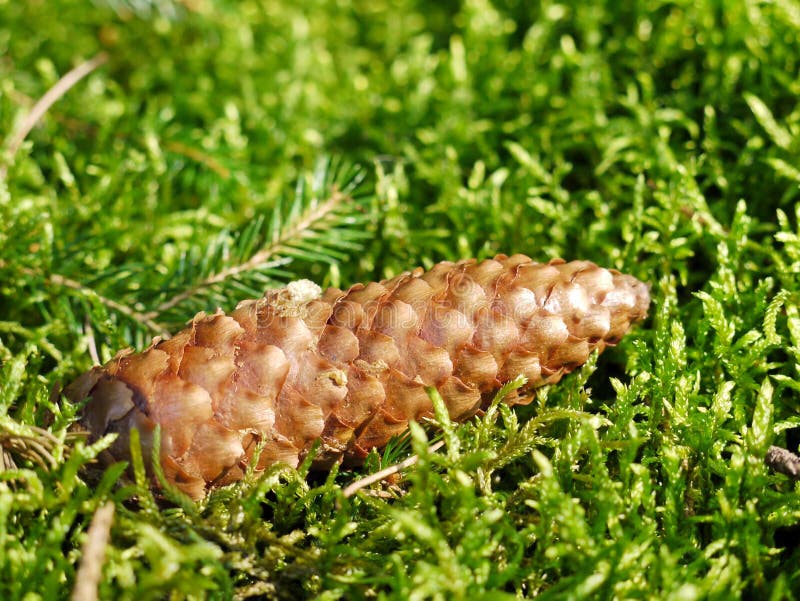 Fir cone on moss in nature stock image. Image of pine - 37085707