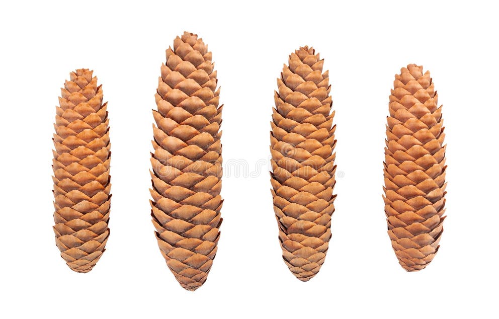 Fir cone path isolated stock image. Image of decoration - 249263469