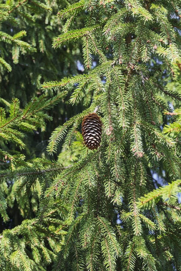 Fir Cone on Spruce Branches As Natural Green Background, Botanical ...