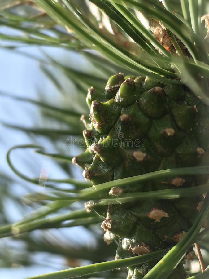 A Green Cone on a Pine Tree in the Sunny Ural Forest Stock Photo ...