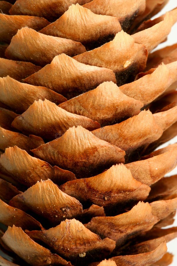 590+ Cone texture Free Stock Photos - StockFreeImages