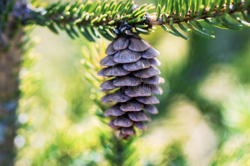 Fir cone on the tree stock image. Image of conifer, nature - 188748897