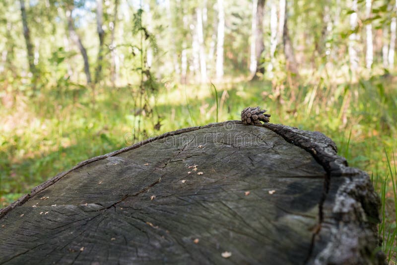 Fir-cone on a tree stump stock photo. Image of grey, cone - 87163134