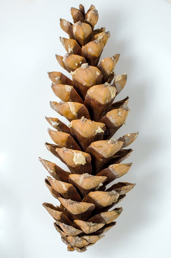 Fir Cone on a White Background Stock Photo - Image of cone, background ...