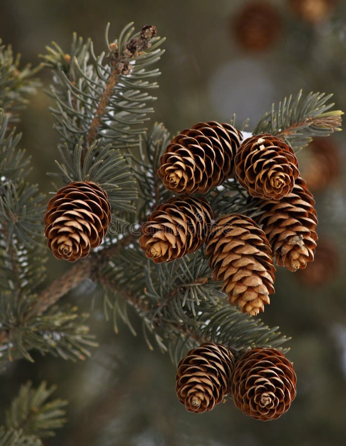 Fir cone an green fir stock image. Image of christmas - 30047177