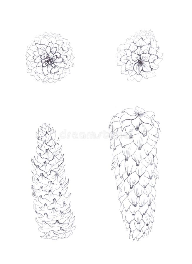 Fircone Drawing Stock Illustrations – 86 Fircone Drawing Stock ...
