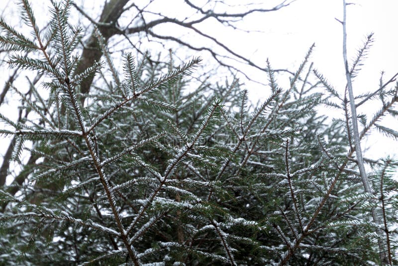 One Fir Covered in Snow in a German Forest in Winter Stock Photo ...