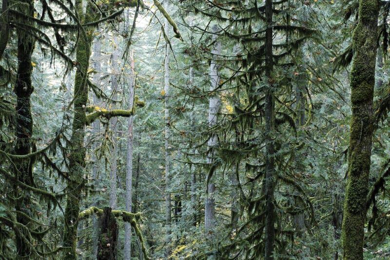 20,467 Old Earth Forest Stock Photos - Free & Royalty-Free Stock Photos ...