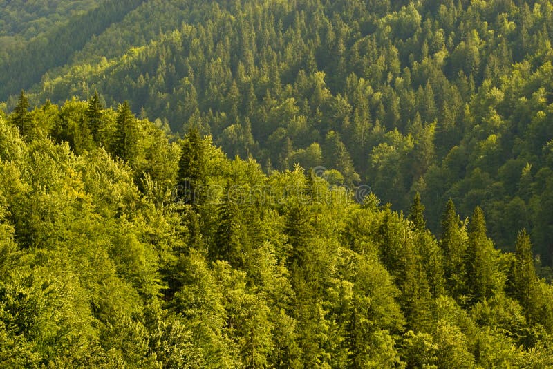 Fir forest stock photo. Image of yellow, young, trees - 5906840