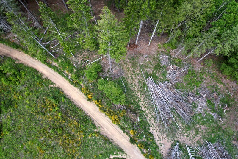 Fir Forest Aerial Shot, Top View of Green Fir Trees from Drone Stock ...