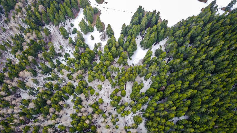 Fir forest , aerial view stock image. Image of spikes - 91159913