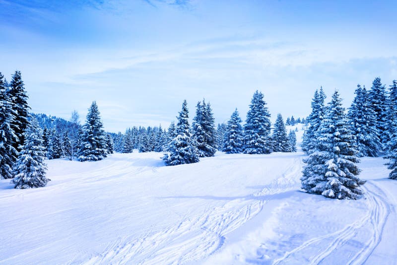Fir Forest Covered with Snow after Strong Snowfall Stock Image - Image ...