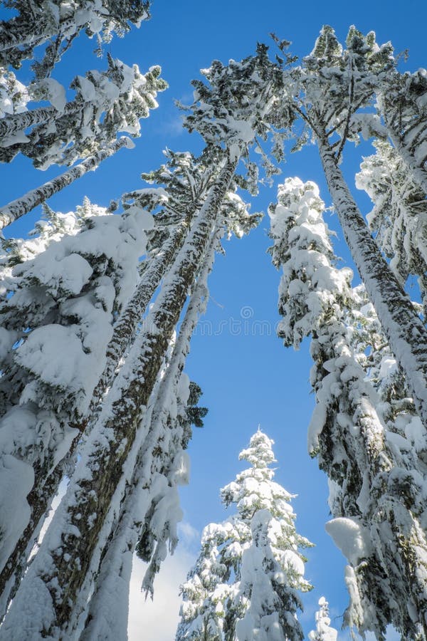 Fir Forest Covered in Winter Snow Stock Image - Image of snow ...